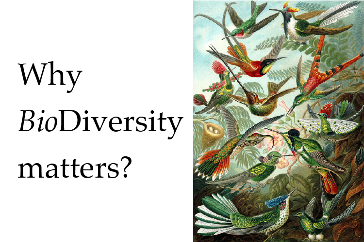Why BioDiversity matters? | Events